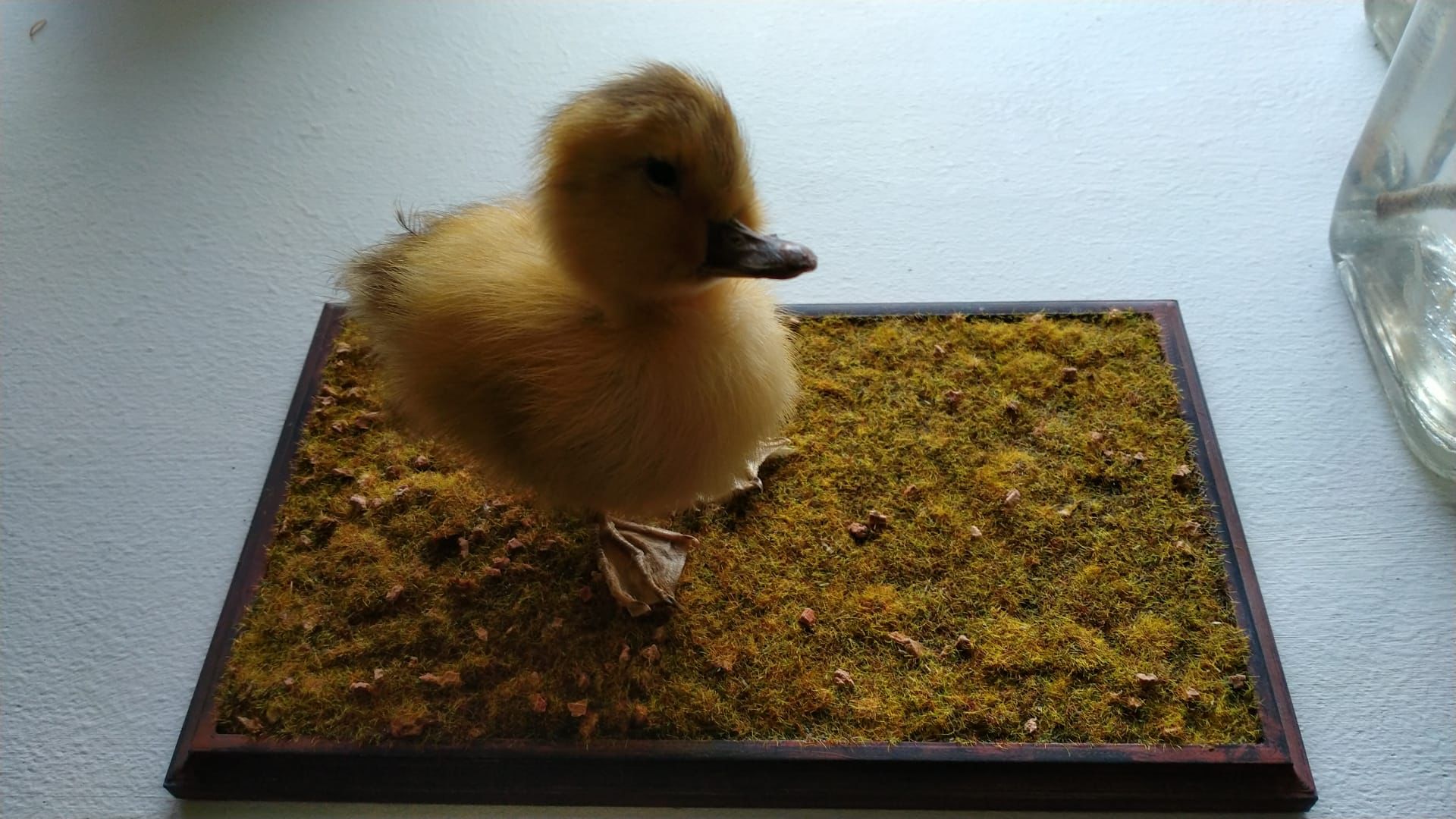 Plaque 220mm x 127mm by rickyhoots | Download free STL model ...