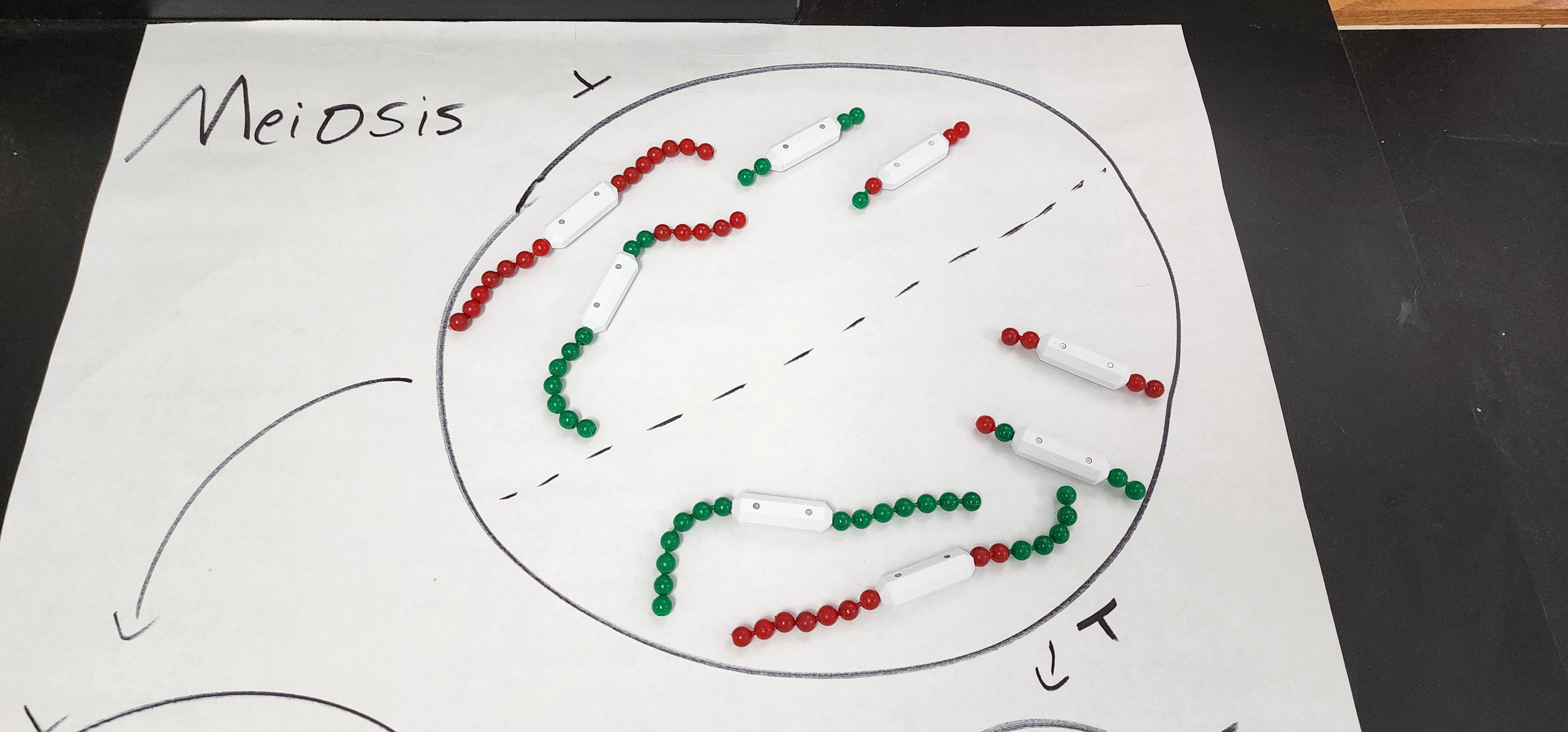Centromere for pop bead Chromosome Lab by erick.siders | Download free ...