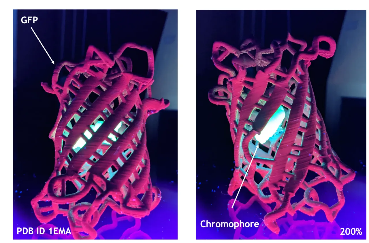 A proper GFP model by Marius Mihasan | Download free STL model ...
