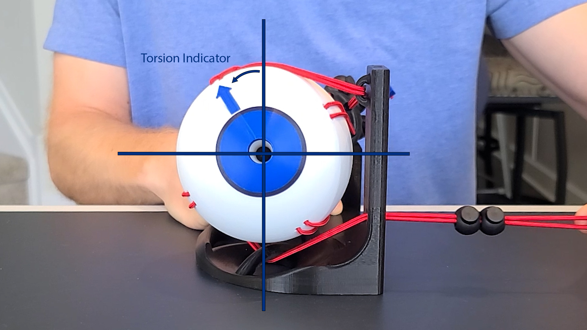 Extraocular Muscles - Human Eye Model by DanMan | Download free STL ...
