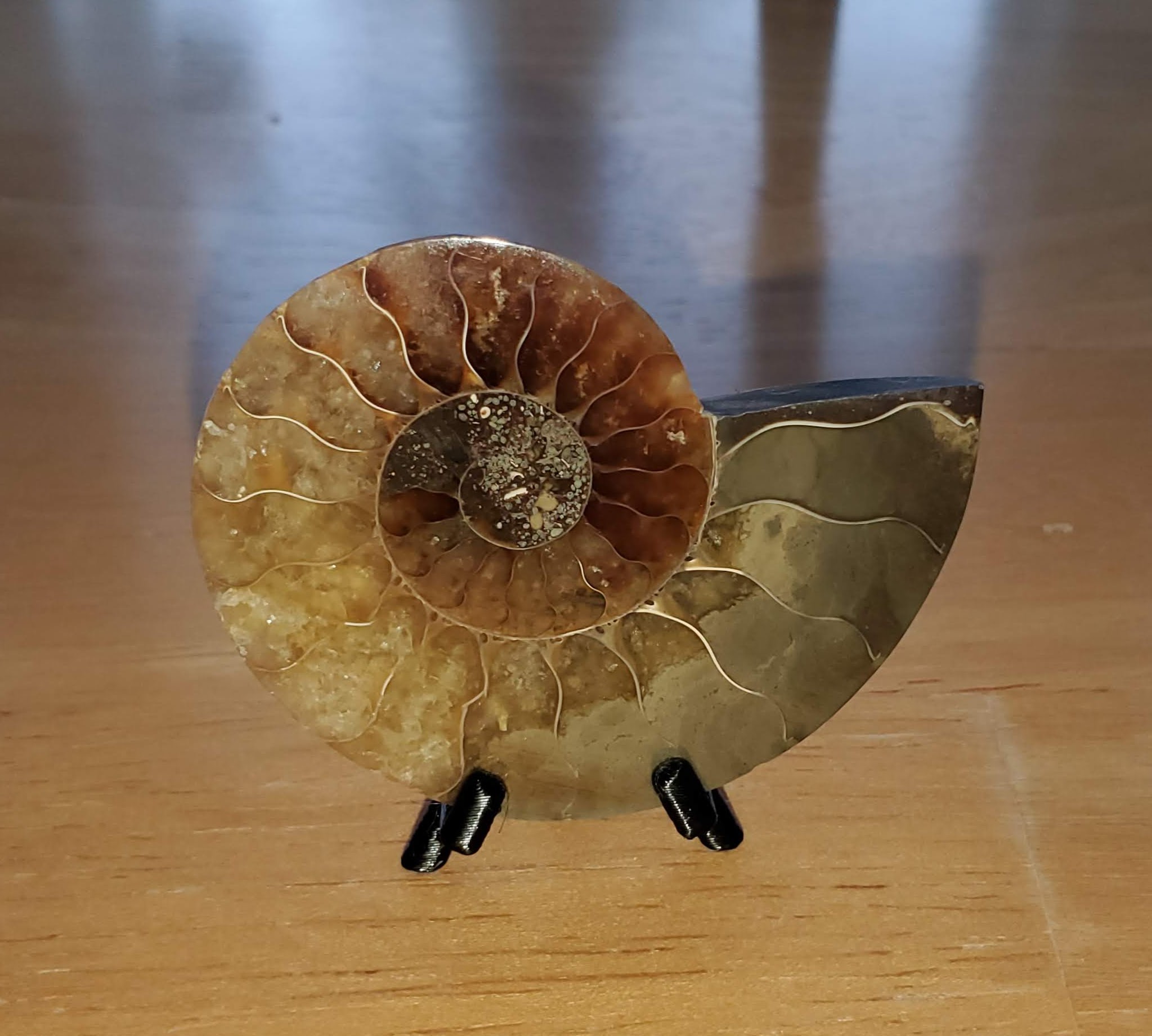 Very small Ammonite display stand by Mark | Download free STL model ...