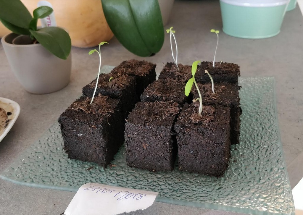 Soil Blocker by Fujisama | Download free STL model | Printables.com