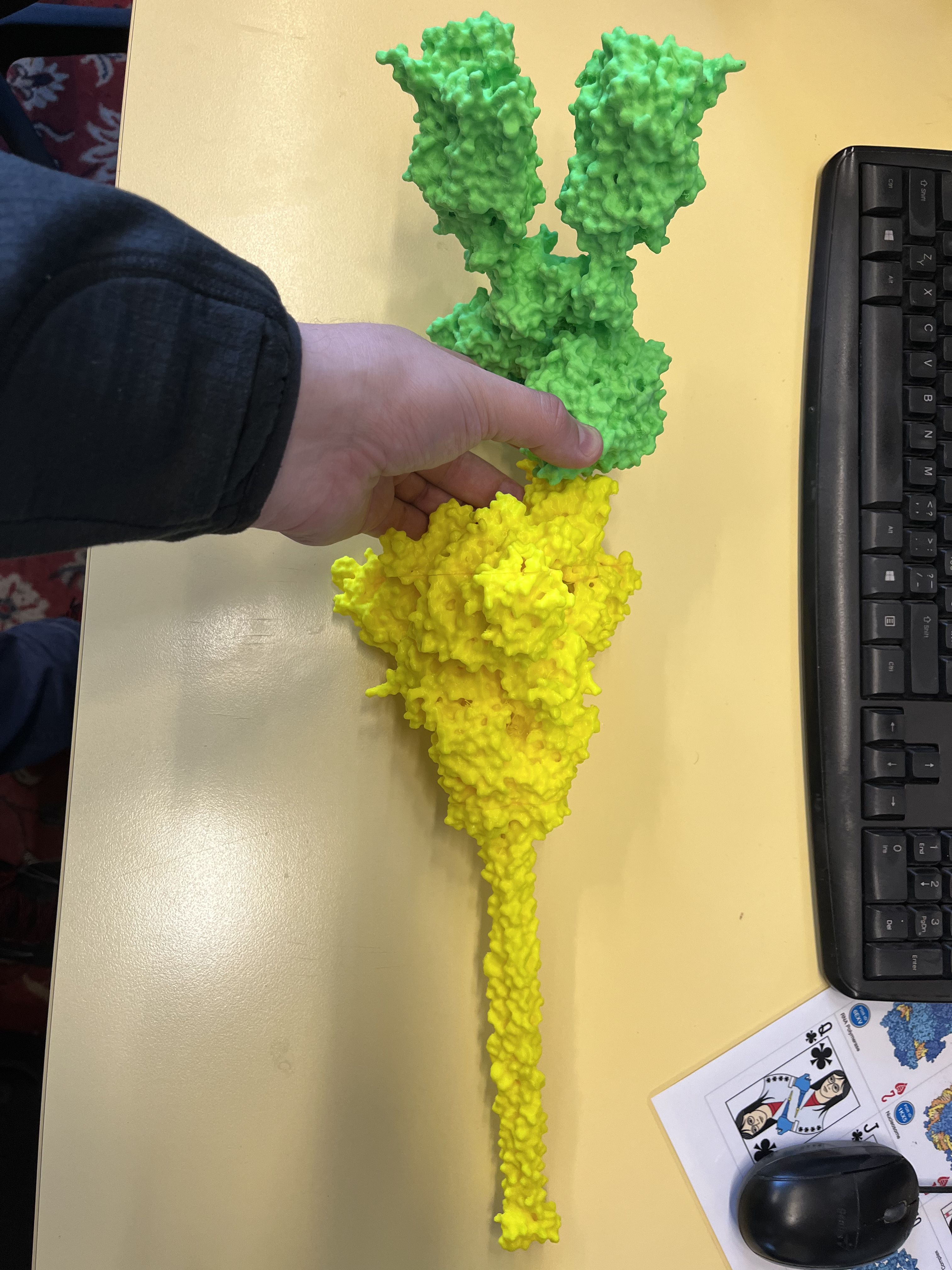 Human ACE2/B0AT1 complex - optionally with S protein from SARS-CoV-2 by ...