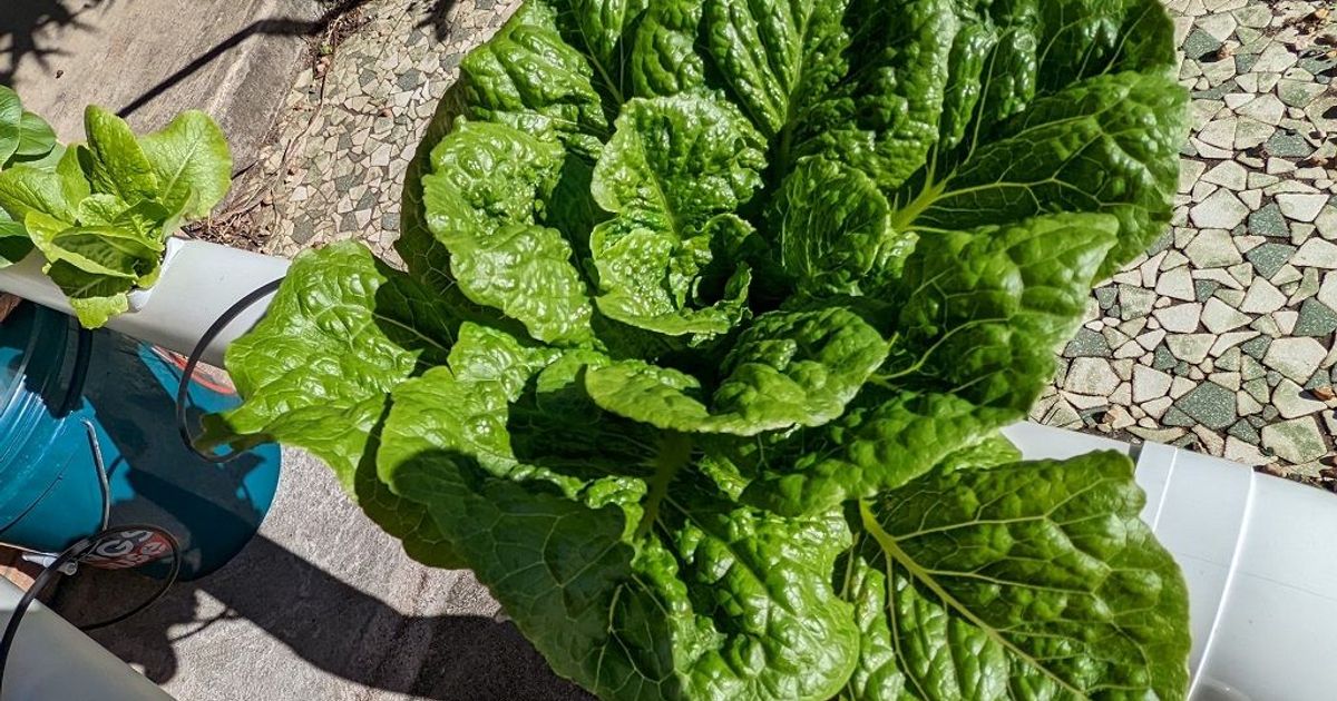 Hydroponic net cup for 90mm pipe by Toby | Download free STL model ...