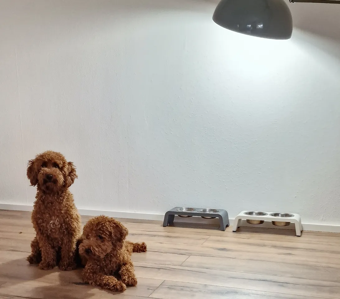 dog bowl rack by RAJ3D | Download free STL model | Printables.com