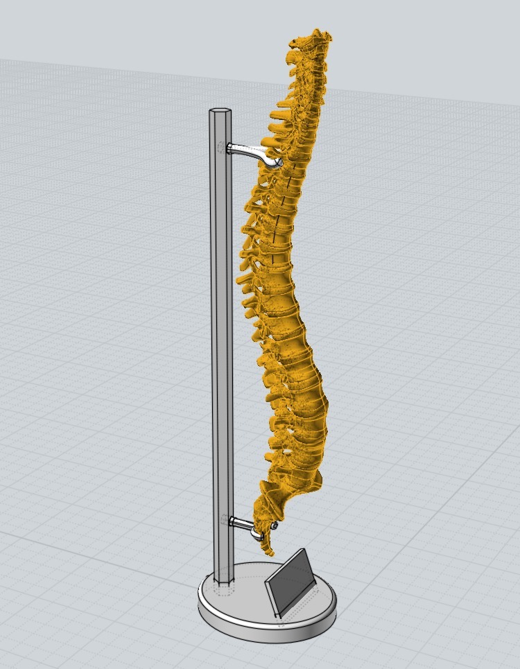 Human Spine with Exposure Stand by giufini | Download free STL model ...
