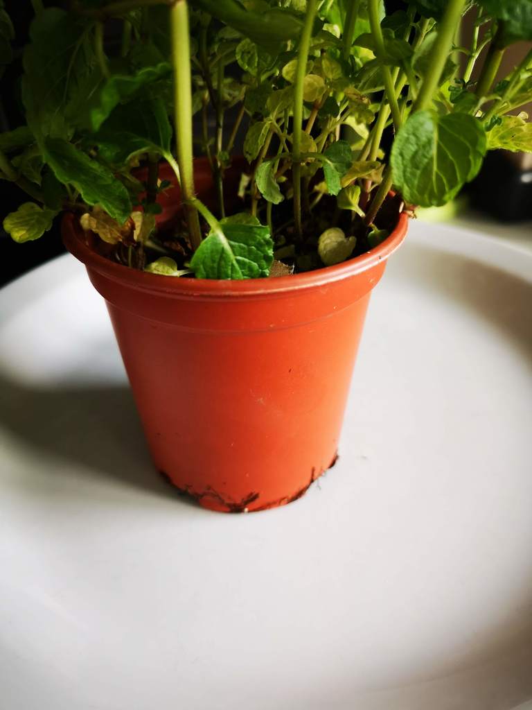 Smartshell: Self Watering Flower Pot -2 color, 1 nozzle- for standard ...