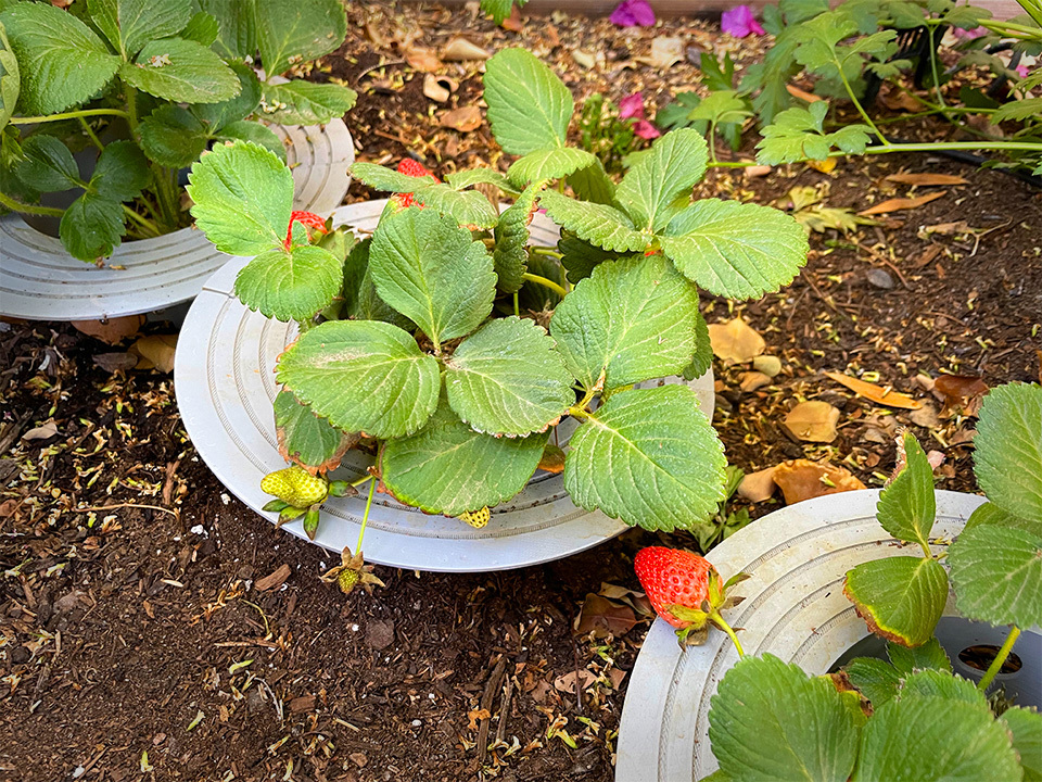 Strawberry Plant Support by edgett | Download free STL model ...