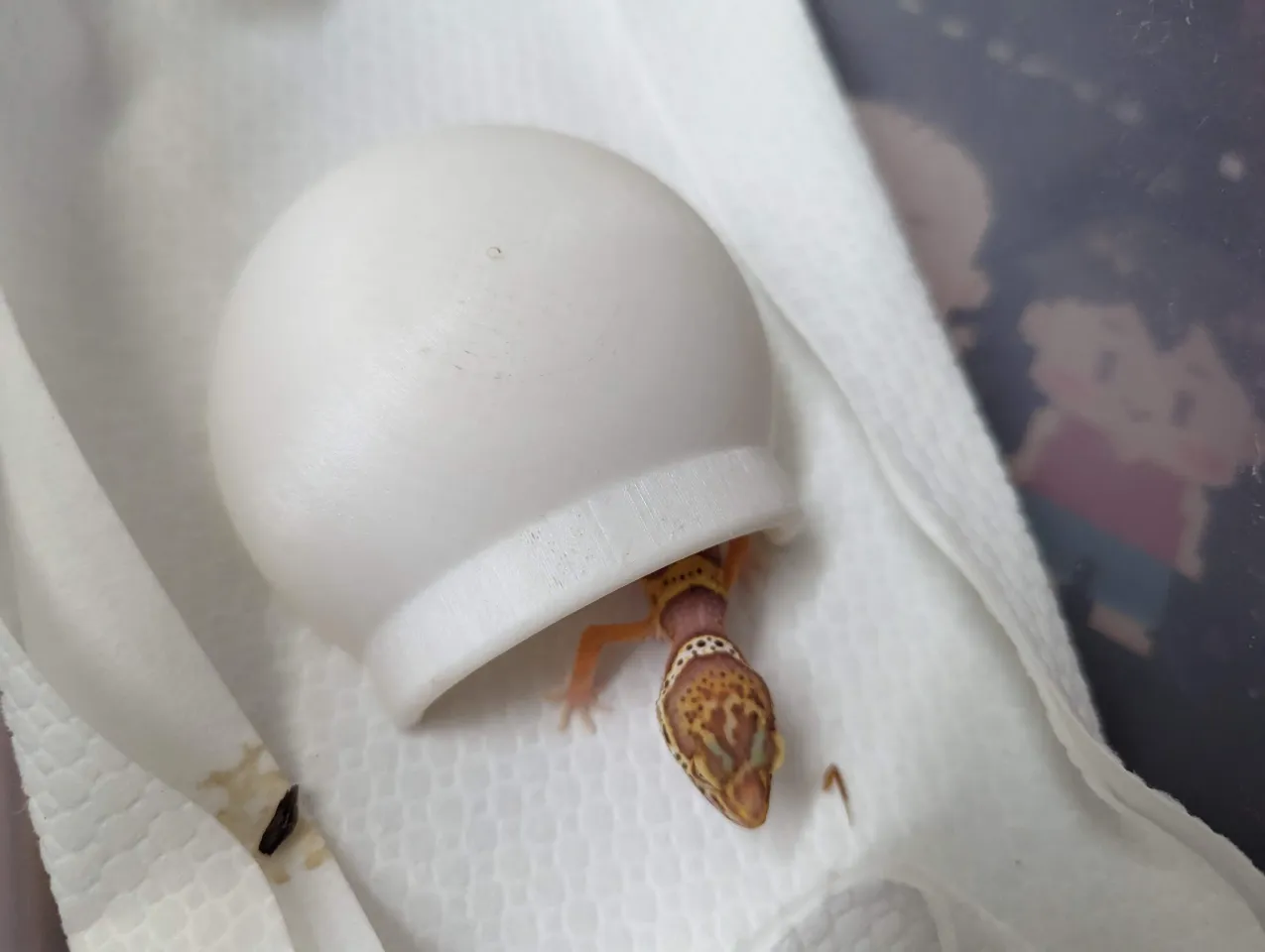 Leopard Gecko house by 4. LIN | Download free STL model | Printables.com