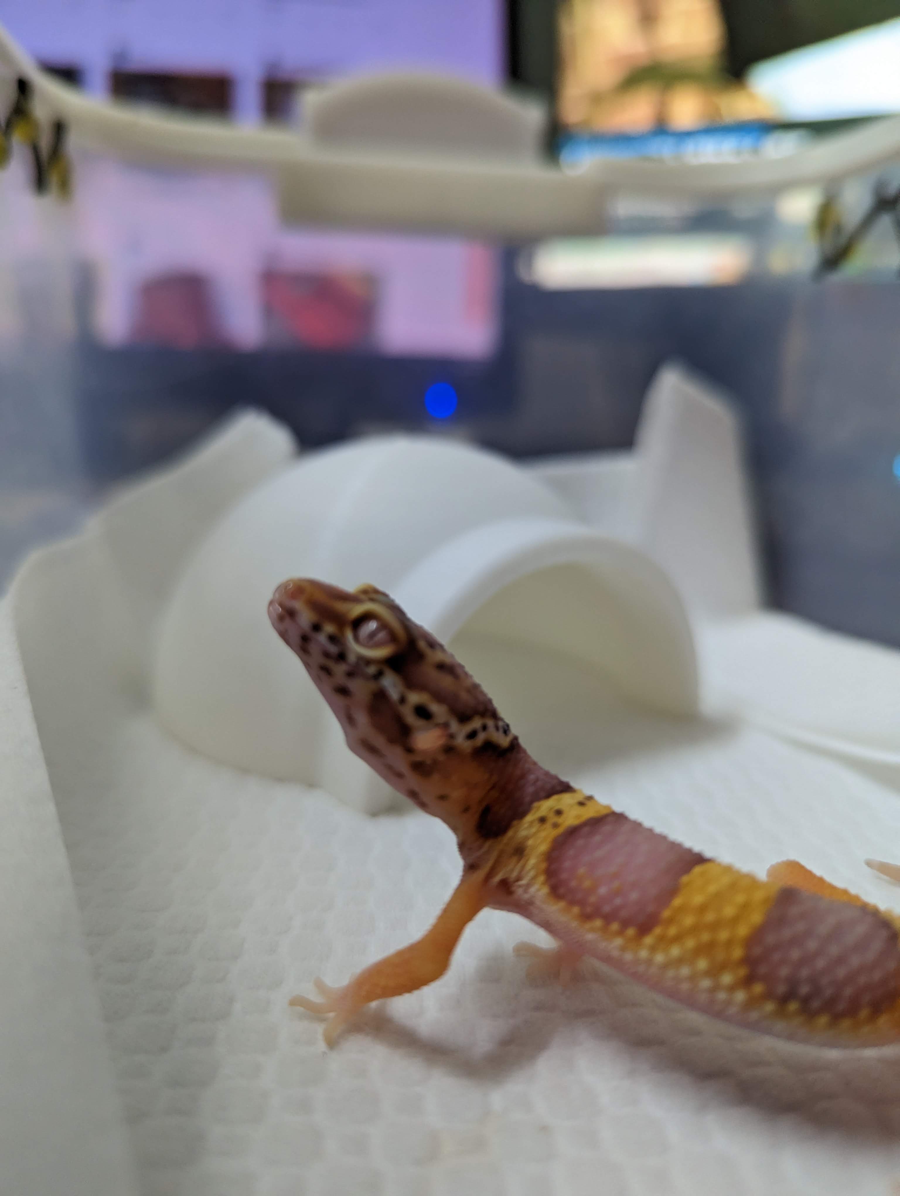 Leopard Gecko house by 4. LIN | Download free STL model | Printables.com