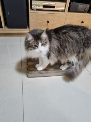 Cat Scratcher Cardboard Cutter V2 by Mike2121 | Download free STL model ...