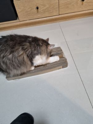 Cat Scratcher Cardboard Cutter V2 by Mike2121 | Download free STL model ...