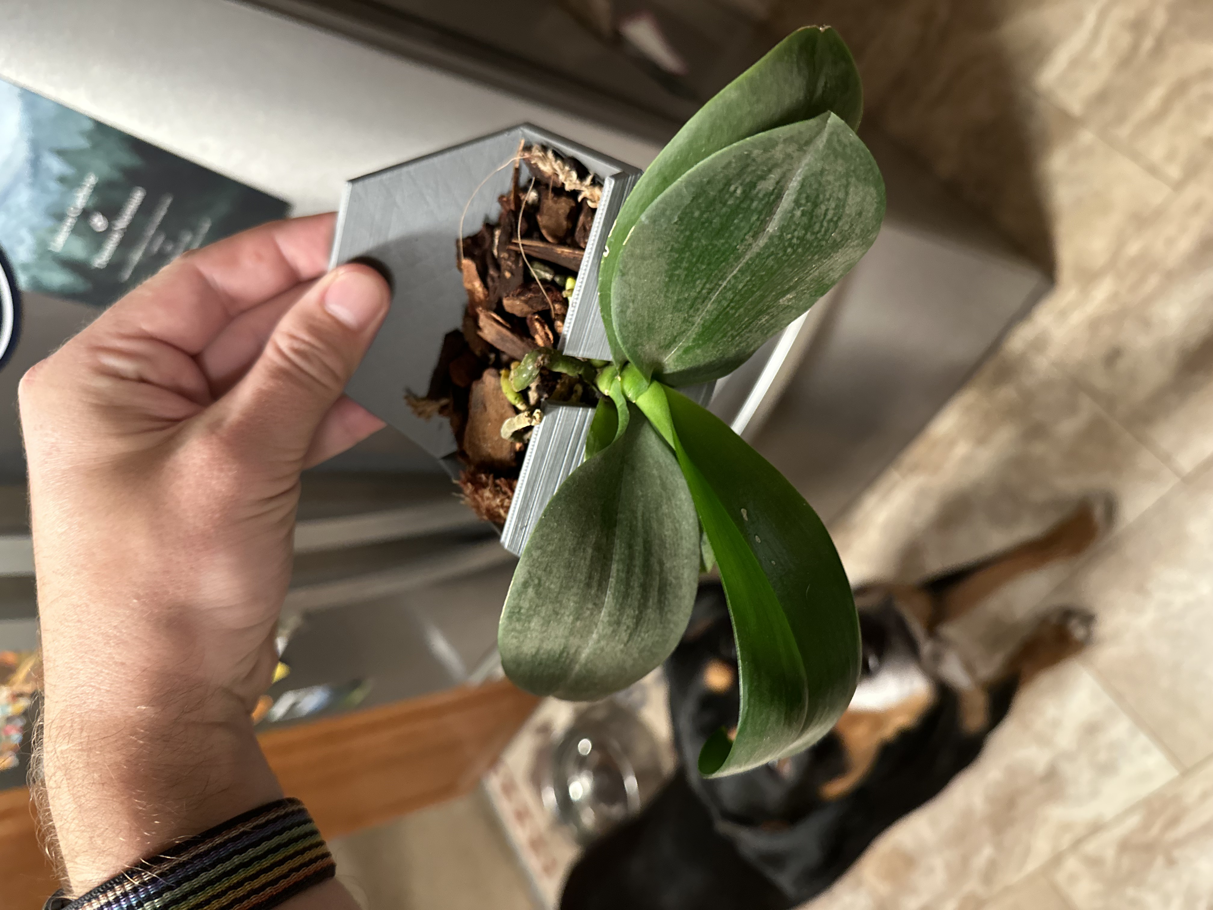 Orchid Wall Planter by Geoff Guthrie | Download free STL model ...