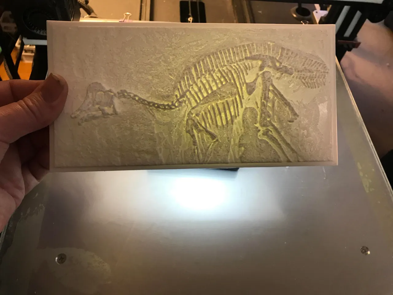 dino fossil Relief litho by MattGerman | Download free STL model ...