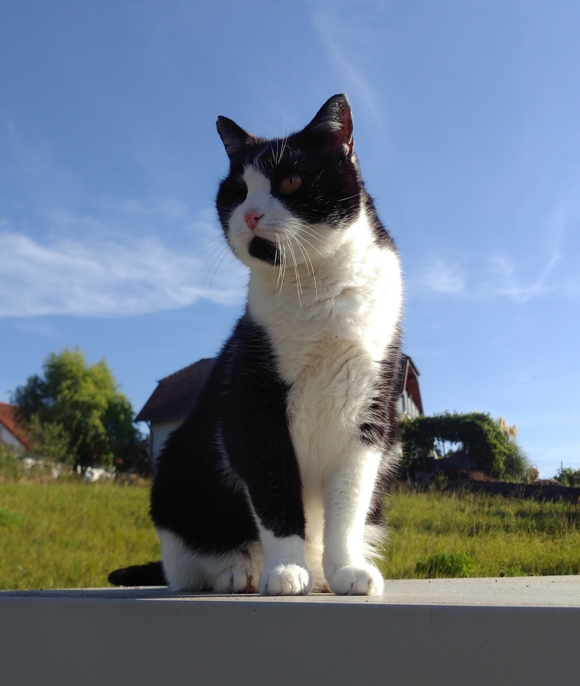 Cat silhouette 01 by vindolin | Download free STL model | Printables.com