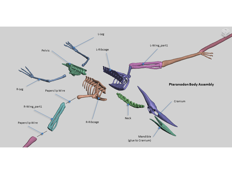 Pteranodon Skeleton by rowiac | Download free STL model | Printables.com