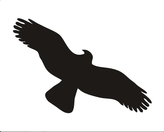 Hawk Outline For Windows