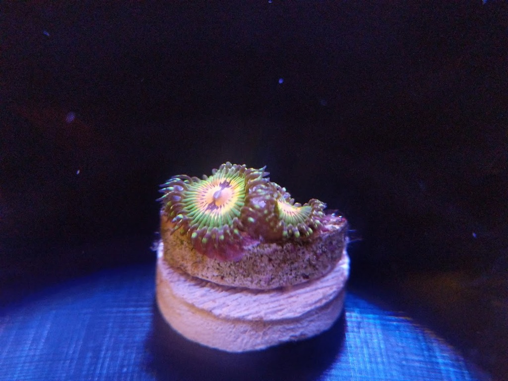 Frag Photo Stand by Drew | Download free STL model | Printables.com