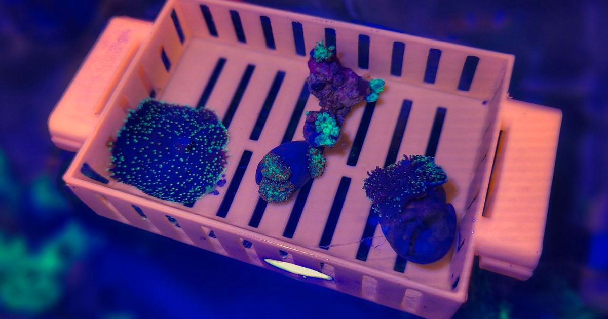 Esquejero flotante acuario - Floating reef frag tray - Print in place ...