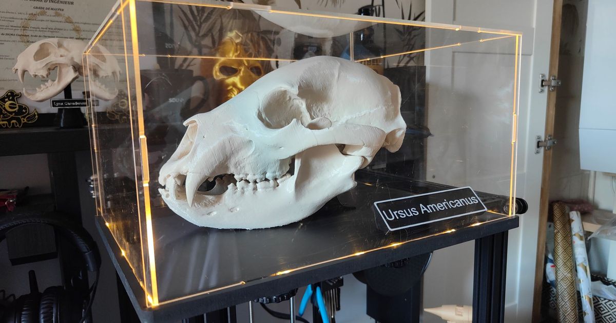 Display stand and label for a black bear skull by Pi3r0 | Download free ...