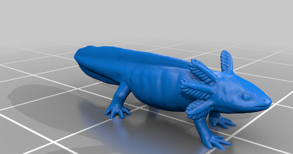 Adolescent Axolotl by UmbraViva | Download free STL model | Printables.com