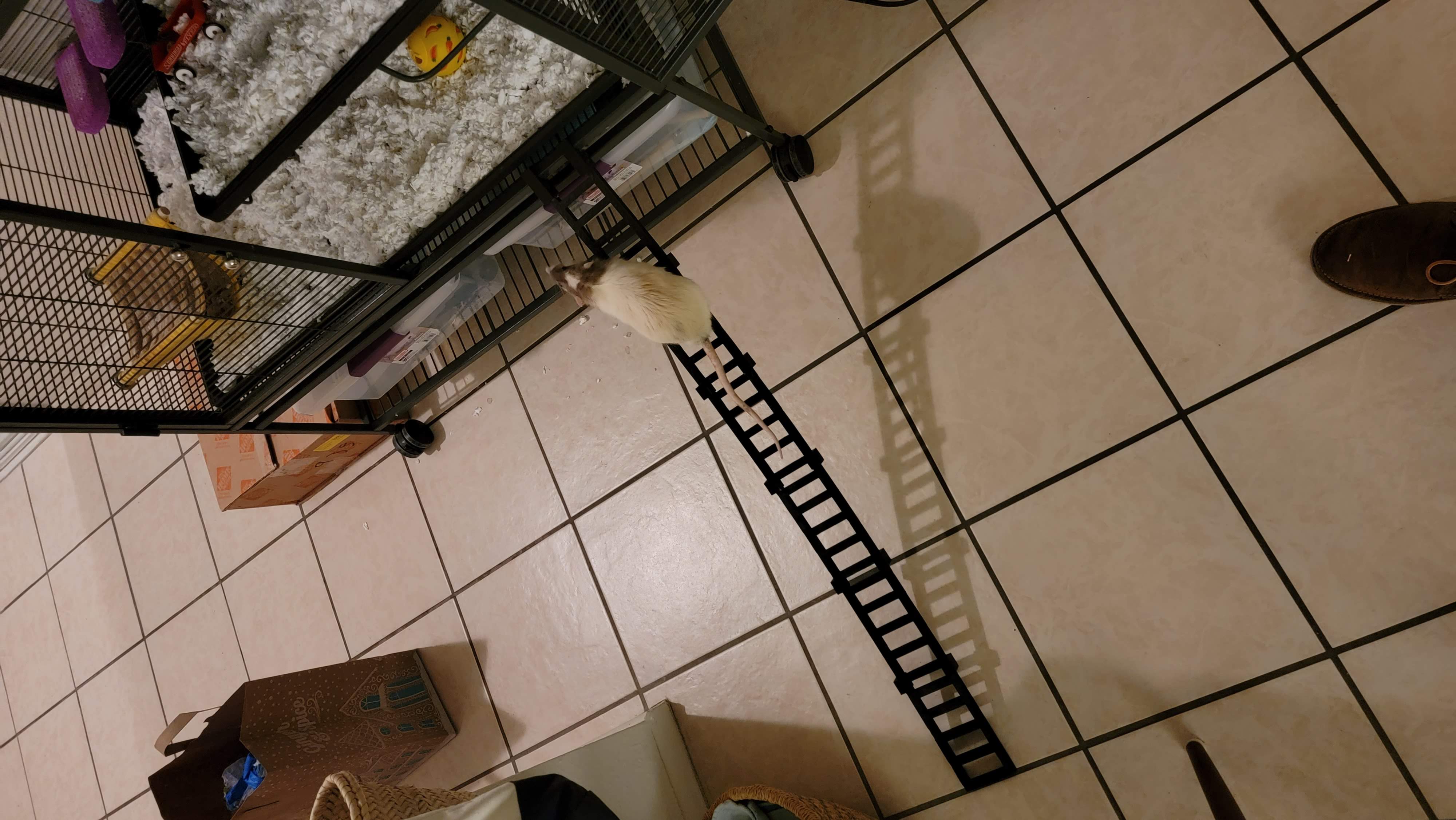 Expandable Rodent Ladder by Tim Gilmore | Download free STL model ...