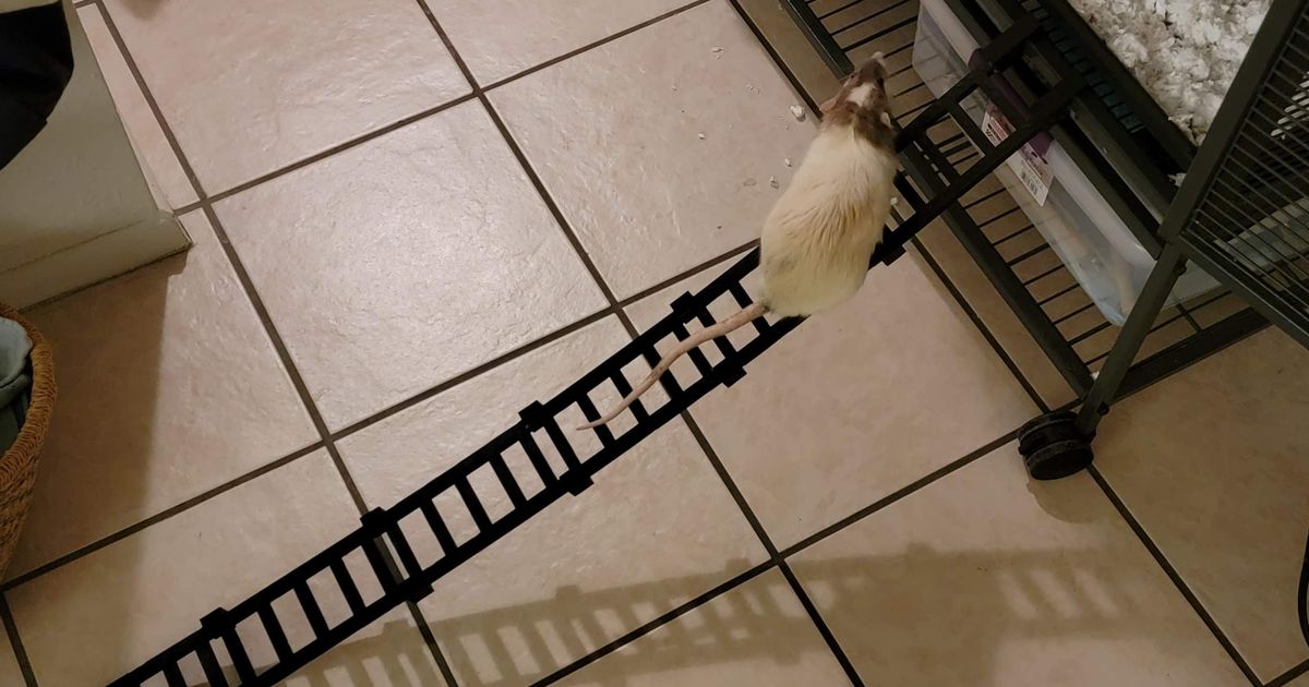 Expandable Rodent Ladder by Tim Gilmore | Download free STL model ...