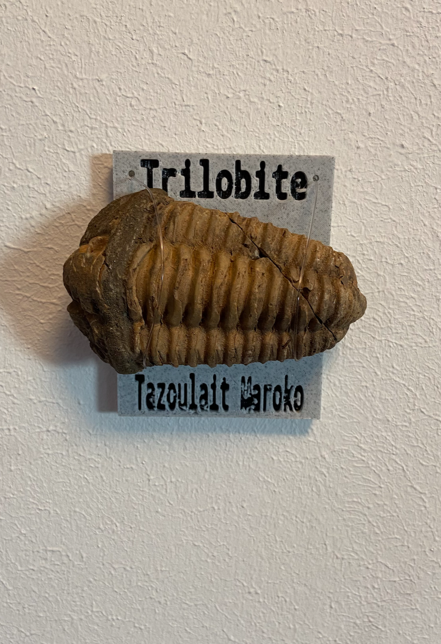 Trilobite wall holder por RAL | Descargar modelo STL gratuito ...