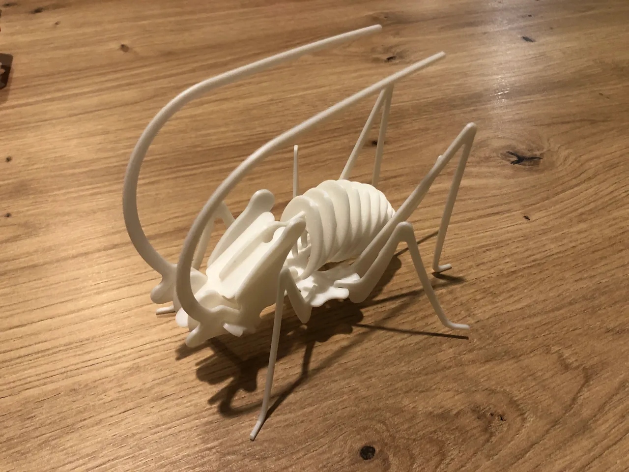 cricket skeleton by RemyEnder | Download free STL model | Printables.com