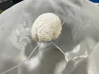 Split brain for printing by Johncarter | Download free STL model ...