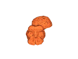 Split brain for printing by Johncarter | Download free STL model ...