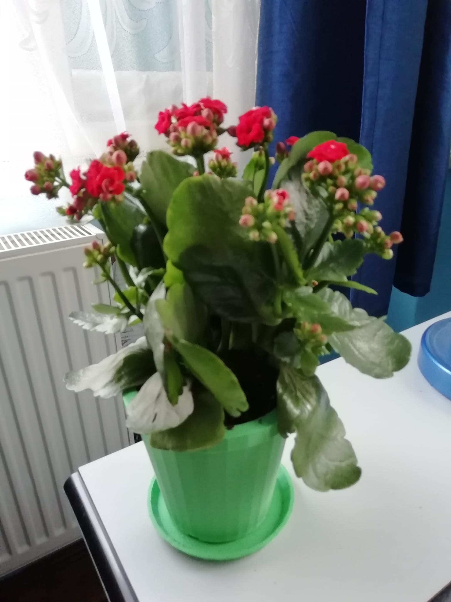 Flower Pot by Mqte7 | Download free STL model | Printables.com