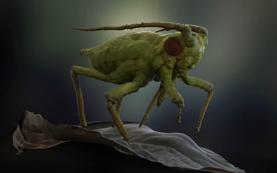 Pea aphid (Acyrthosiphon pisum) by Emmanuel Reynaud | Download free STL ...