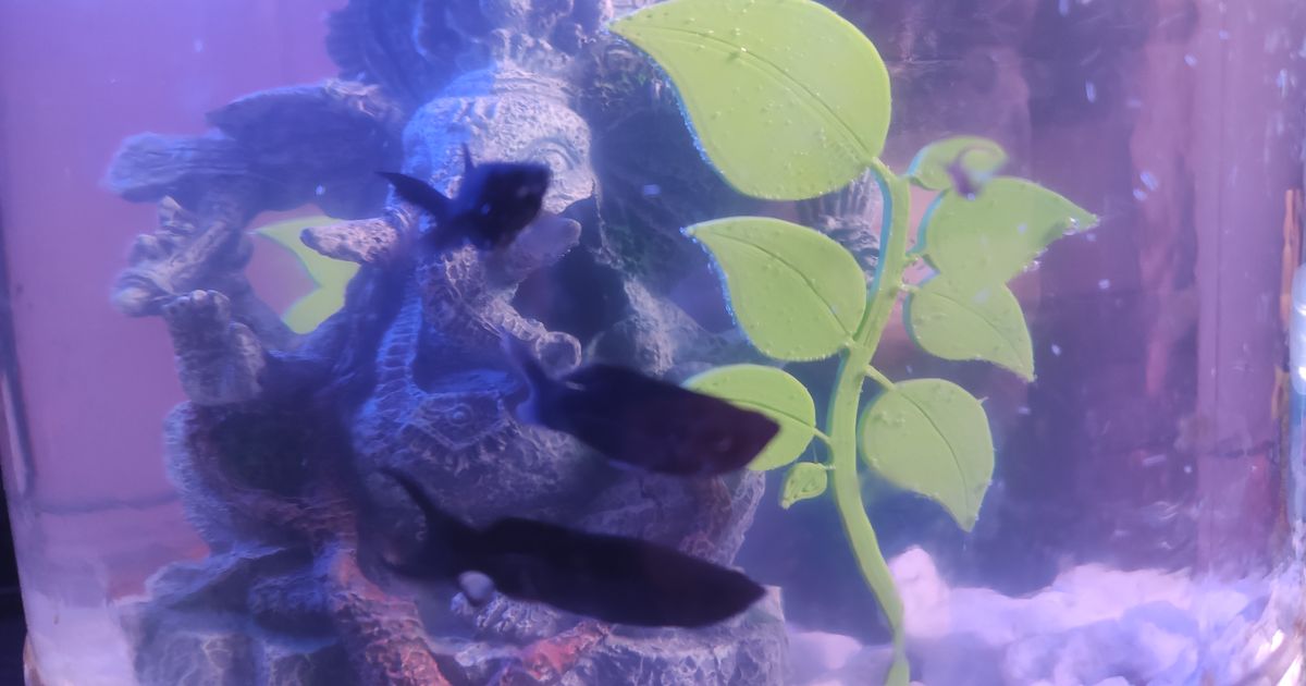 Aquarium waterplant decoration by KD3D | Download free STL model ...