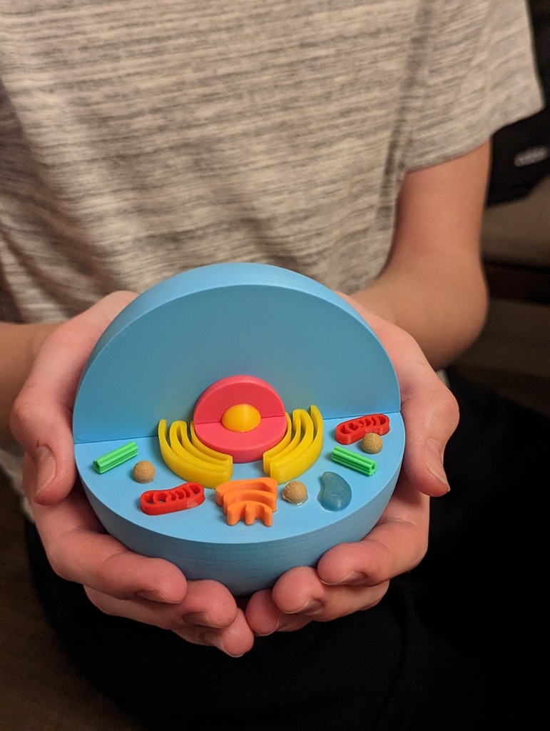 Animal Cell by sevenbravo | Download free STL model | Printables.com