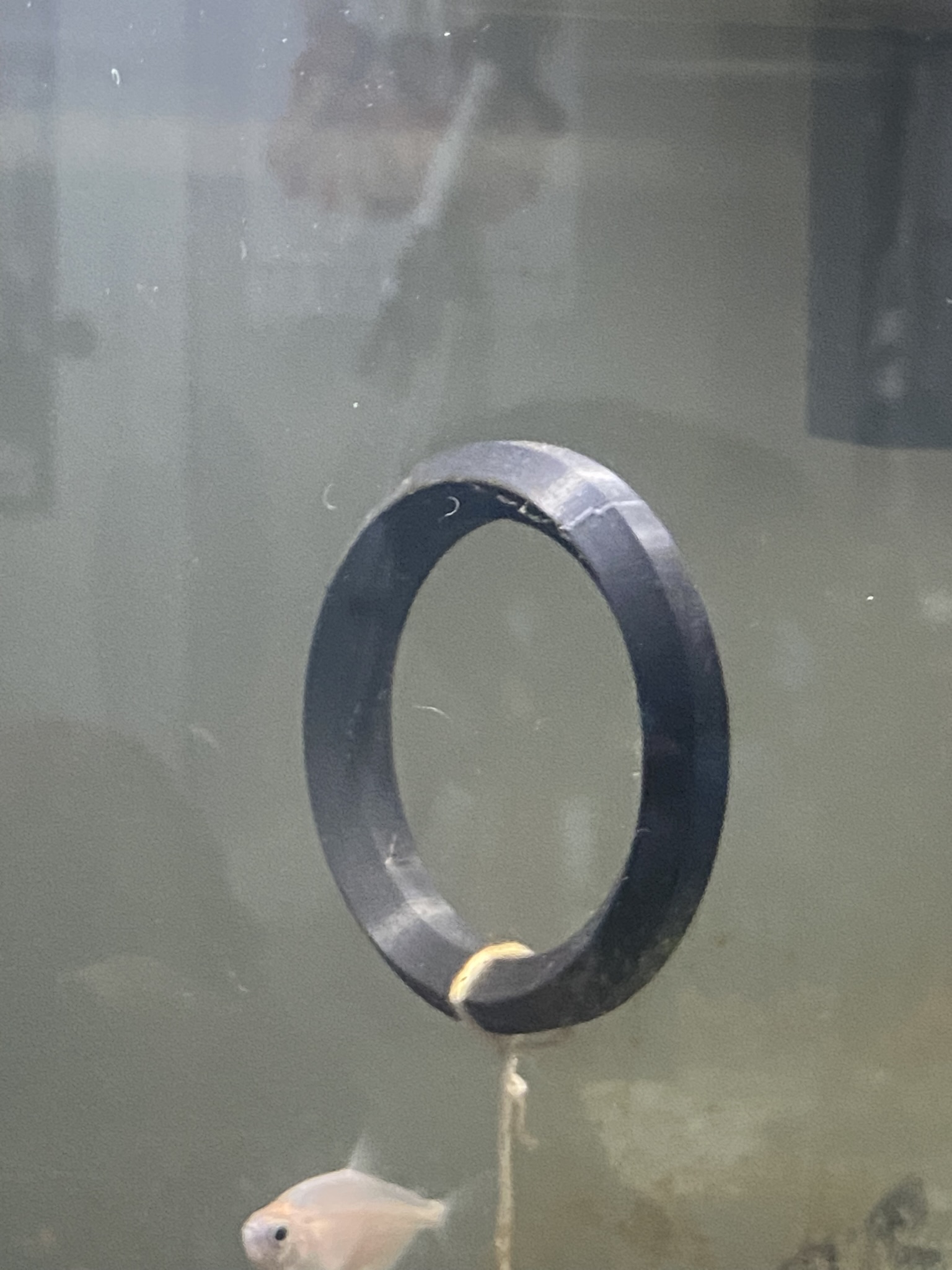 Fish Tank Hoop/portal by ShamTheBeastyt | Download free STL model ...