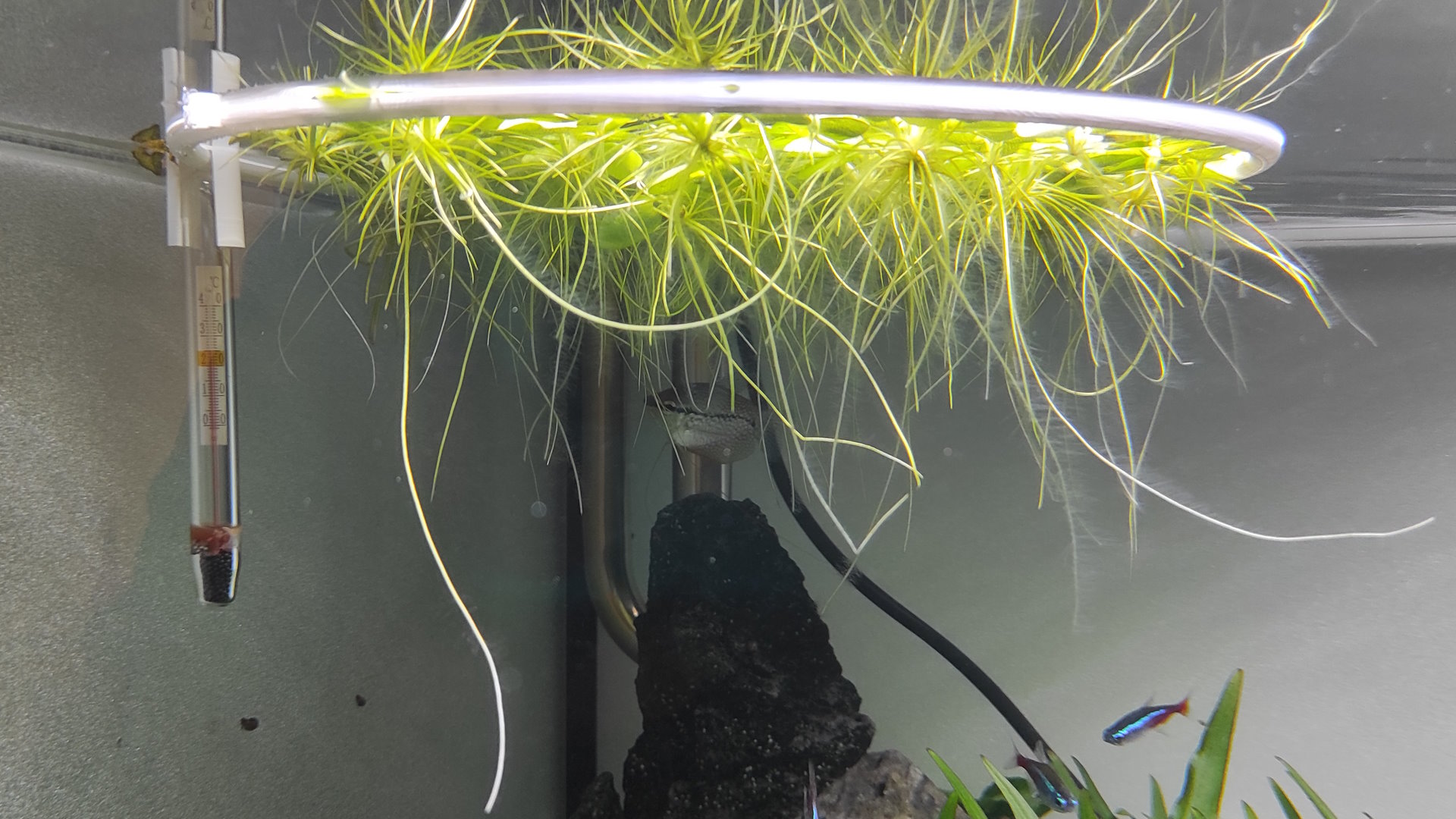 Aquarium Floating Ring with optional Thermometer Clamp by STR ...