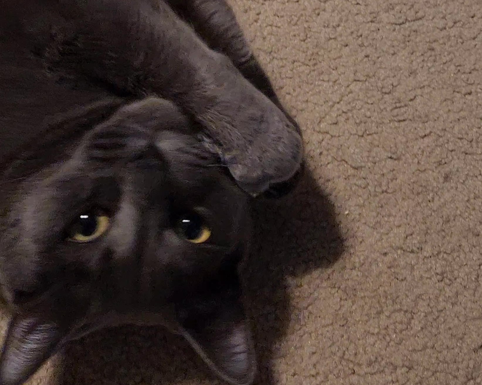 Print in Place Impossible Cat Toy by Carl Belcher | Download free STL ...