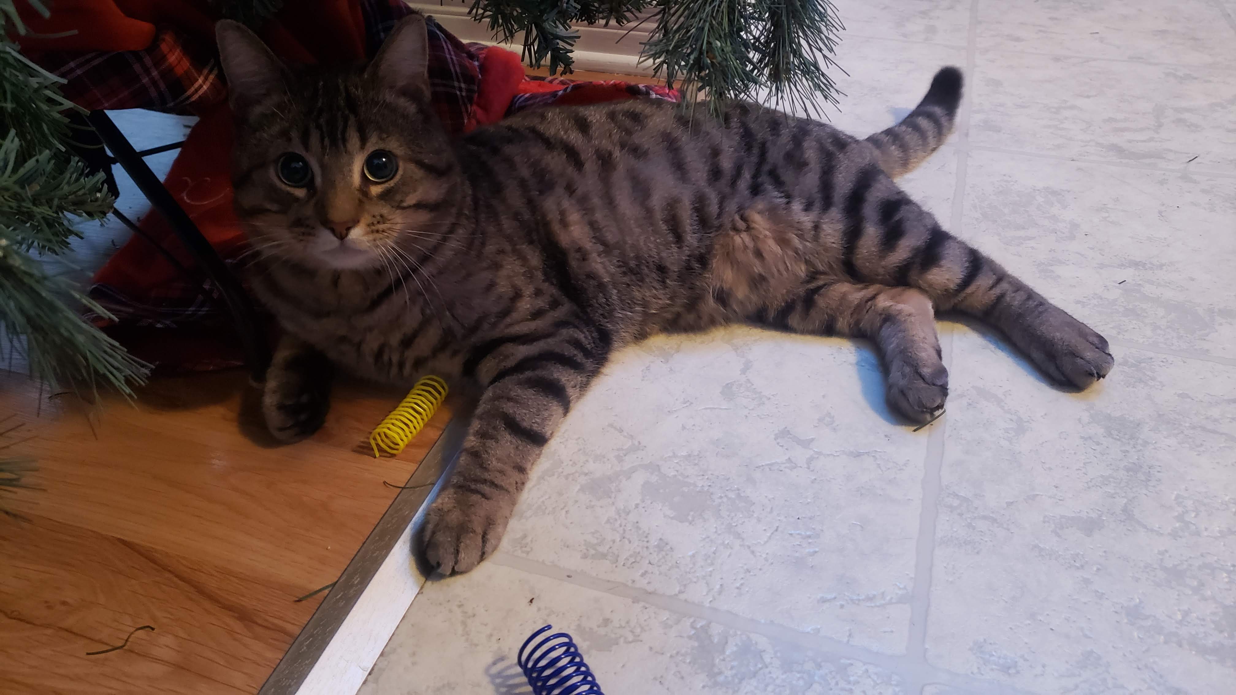 Cat Spring Toys Maker by Froy192 | Download free STL model | Printables.com