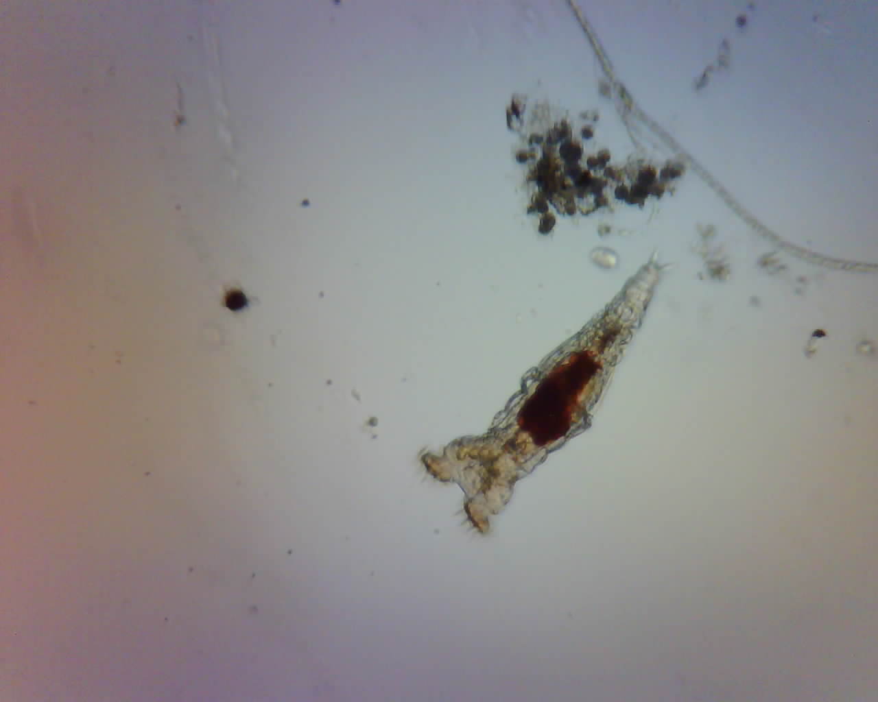 ESP32 Microscope - Matchboxscope by vsaggiomo | Download free STL model ...