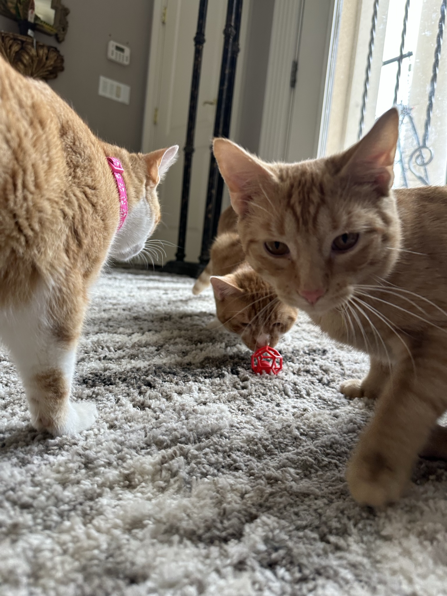 Penta-Ball Cat Toy (Print-in-Place) by markury | Download free STL ...