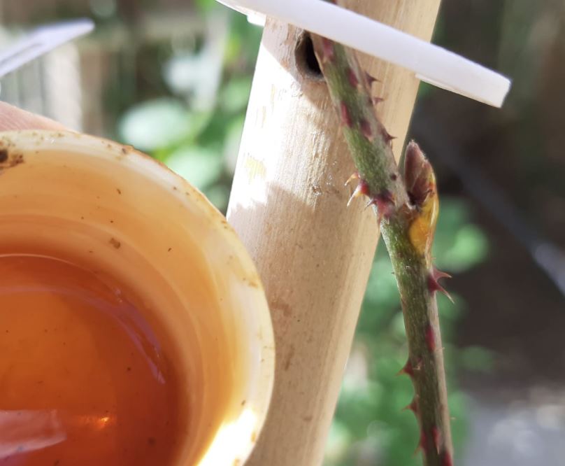 Air Layering Pot (no support) by G4ZO | Download free STL model ...