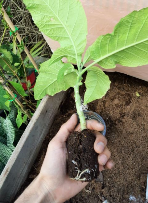 Air Layering Pot (no support) by G4ZO | Download free STL model ...