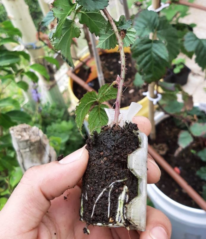 Air Layering Pot (no support) by G4ZO | Download free STL model ...