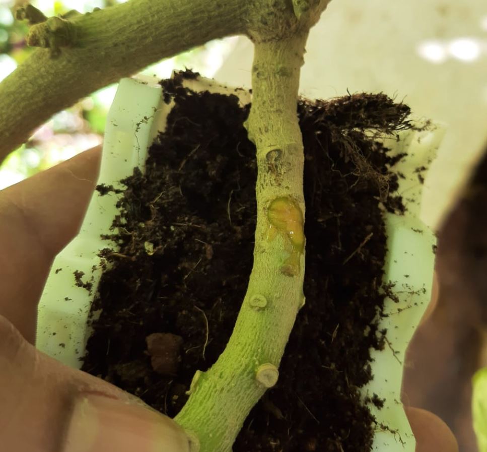 Air Layering Pot (no support) by G4ZO | Download free STL model ...