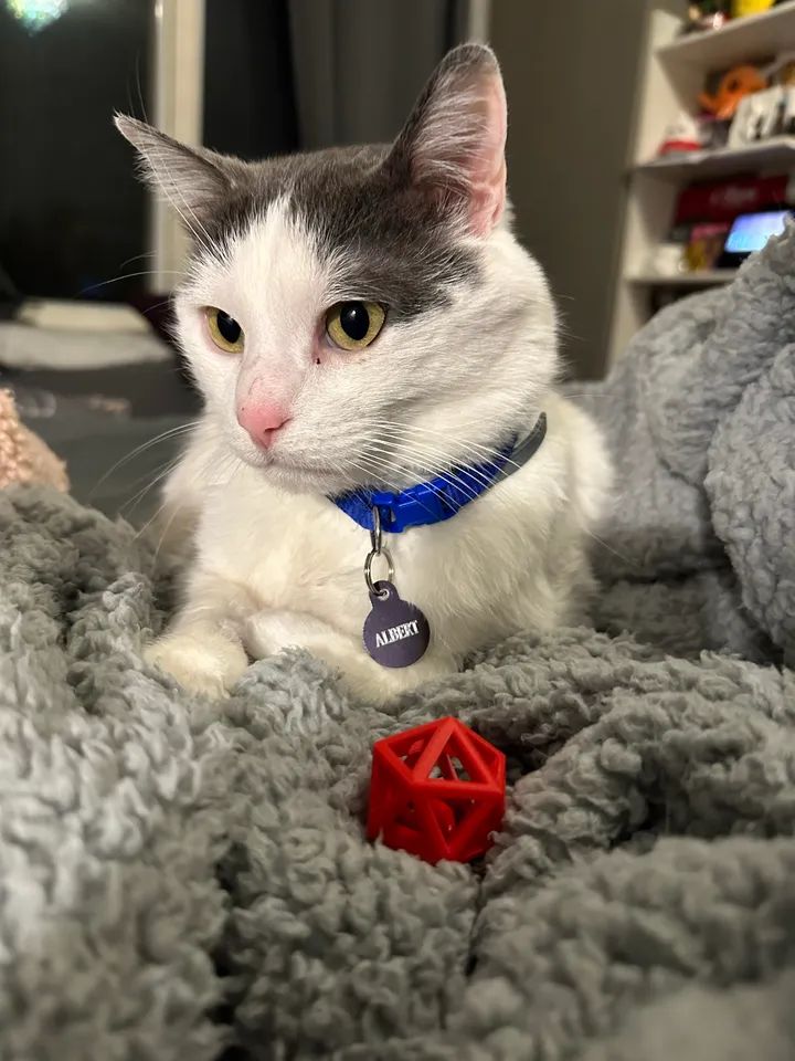 Rattling Impossible D20 Cat Toy (Print in Place) by markury | Download ...