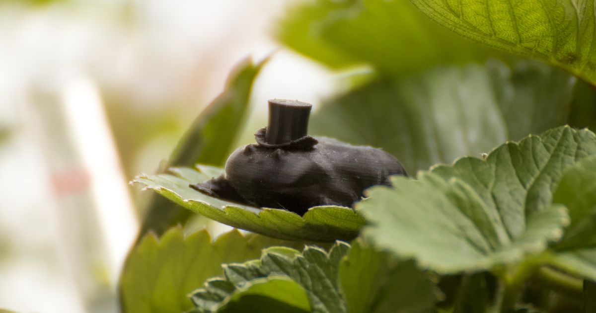 Wednesday Toad with Head by Neelix | Download free STL model ...