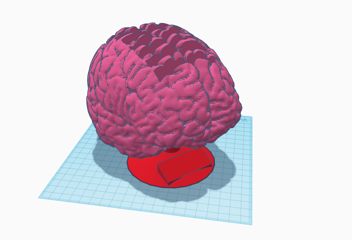 Brain Tea Organizer by dadtrooper | Download free STL model ...