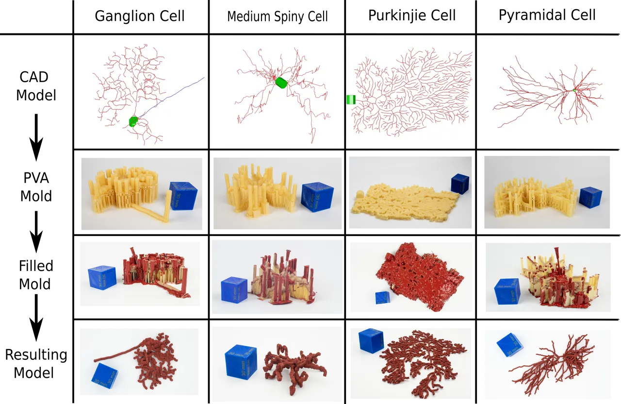 Molds for Various Neuronal Morphologies by Christopher Pannier | Download free STL model ...