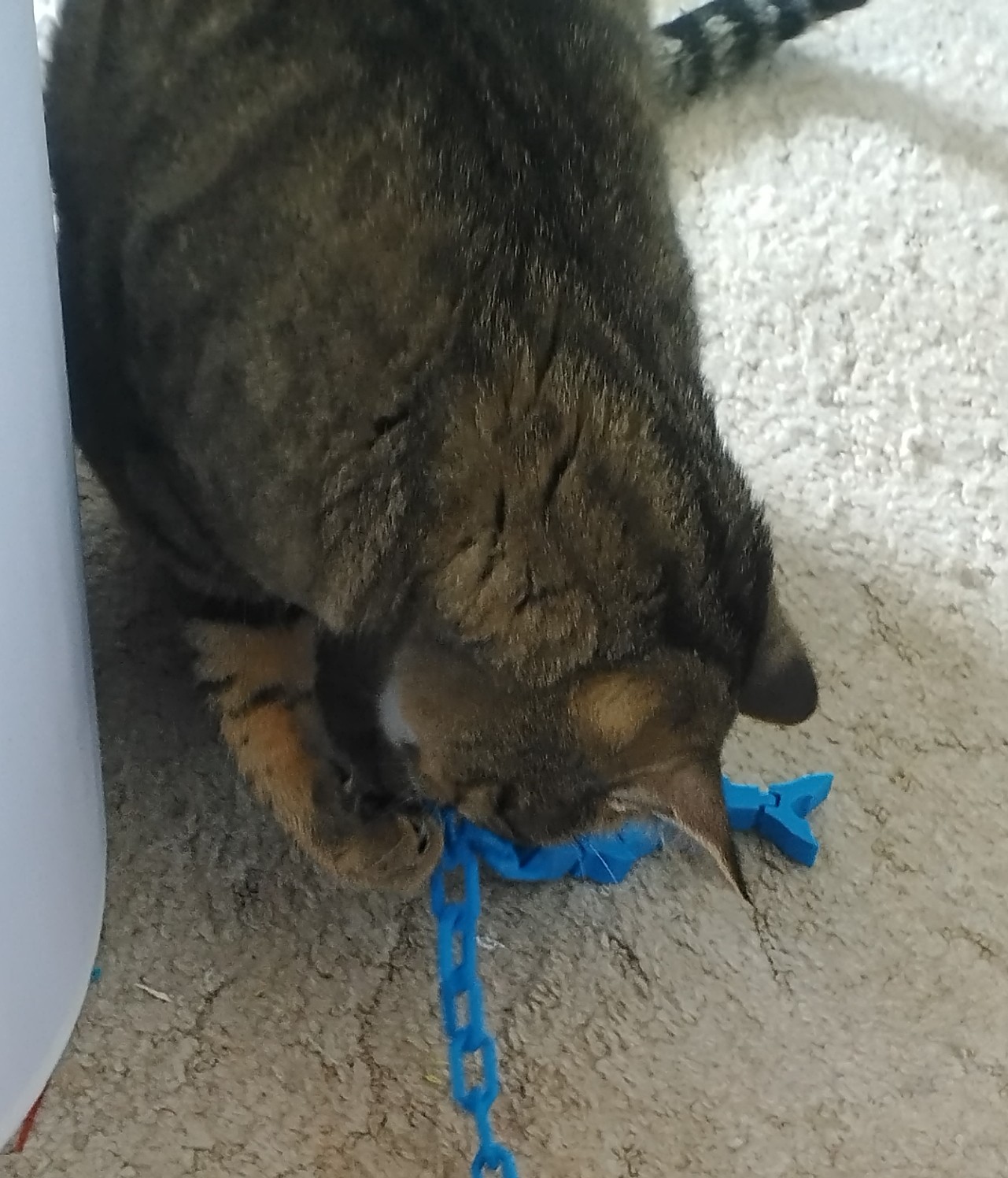 Fish Chain Cat Toy print in place - Challenging Print by Nerys ...